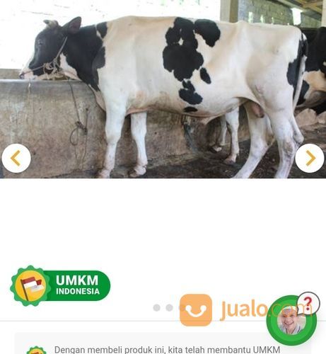 Hewan Sapi Qurban 400 Kg di Kota Jakarta Pusat, DKI Jakarta | Jualo.com