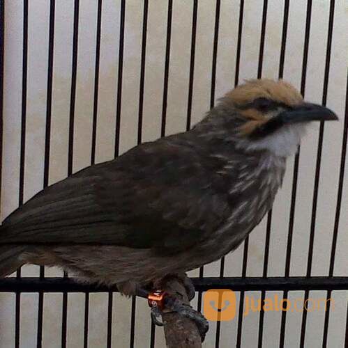 Cucak Rowo Jantan Body Besar di Kota Jakarta Barat, DKI Jakarta | Jualo.com