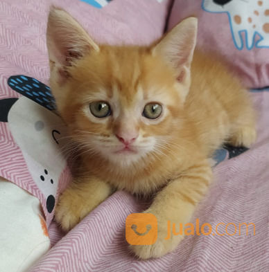 Siap Untuk Di Adopsi Anak Kucing Persia Flatnose Warna Red Tubby di ...
