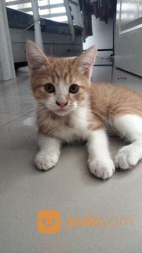 Kucing Mixdom Umur 2 Bulan, Harga Rp 350.000. Warna Oren. di Kota ...