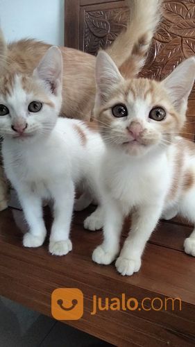 Kucing Mixdom, Warna Orange Dan Putih. Rp 350.000 di Kota Madiun, Jawa ...