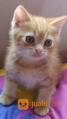 Siap Untuk Di Adopsi Anak Kucing Persia Flatnose Warna Red Tubby di ...