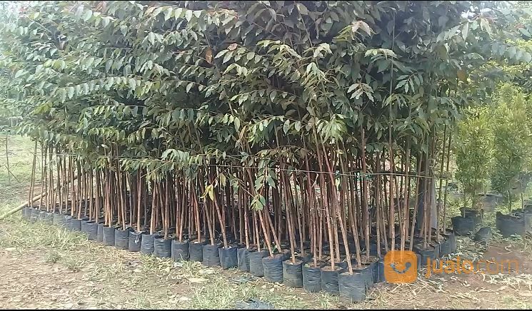 BIBIT POHON KAYU EUCALYPTUS di Kota Bogor, Jawa Barat | Jualo.com