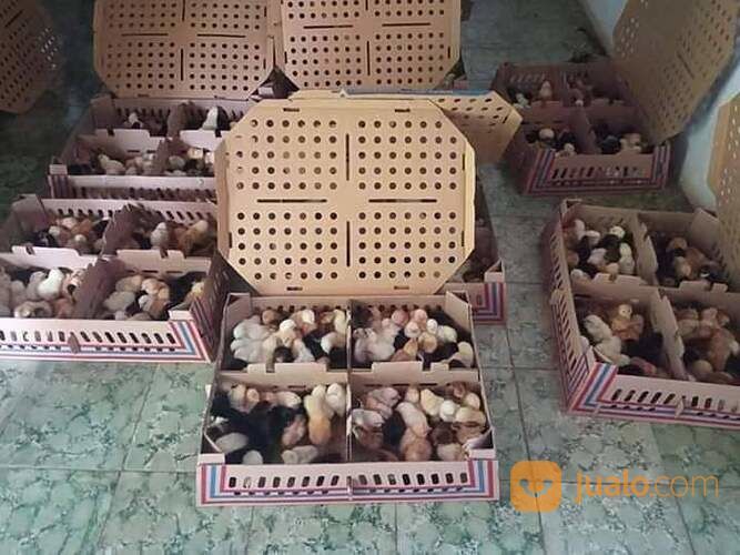 DOD ENTOK DOC JOPER DAN PAKAN TERNAL di Kota Malang, Jawa Timur | Jualo.com