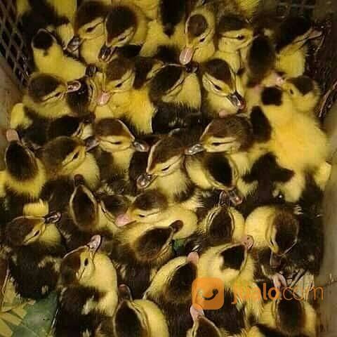 DOD ENTOK DOC JOPER DAN PAKAN TERNAL di Kota Malang, Jawa Timur | Jualo.com