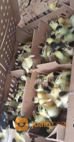 Ready Berbagai Macam Jenis Dod Doc Dan Entok di Kota Bogor, Jawa Barat ...