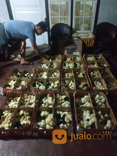 Ready Berbagai Macam Jenis Dod Doc Dan Entok di Kota Bogor, Jawa Barat ...