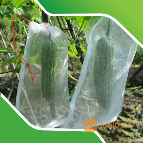 Heigrow Pembungkus Cegah Buah Dari Hama Dan Penyakit di Kab. Tuban ...