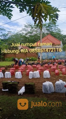 Rumput Gajah Mini Majalengka,Rumput Siap Tanam Pasti Hidup di Kab ...
