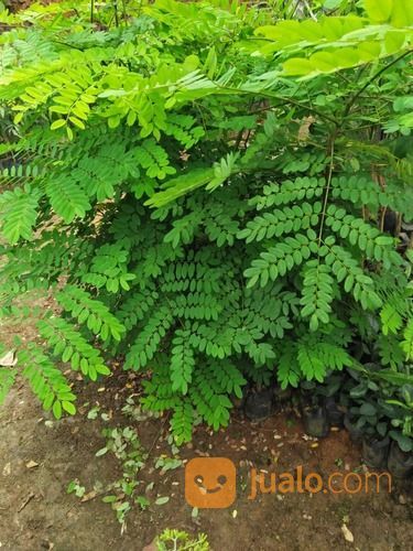 Bibit Tanaman Saga - Tanaman Herbal Daun Saga - Ketinggian 1m Harga ...