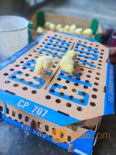 Ready Doc Dod Dan Entok di Kota Palembang, Sumatera Selatan | Jualo.com