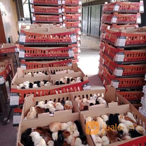 Ready Doc Dod Dan Entok di Kota Palembang, Sumatera Selatan | Jualo.com