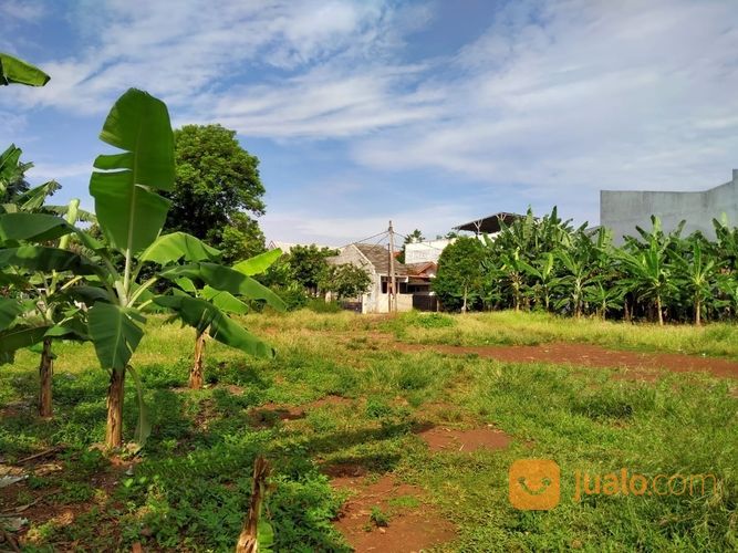 Kebun Sangat Luas Di Jalan Raya Kampung Sawah Kota Bekasi di Kota ...