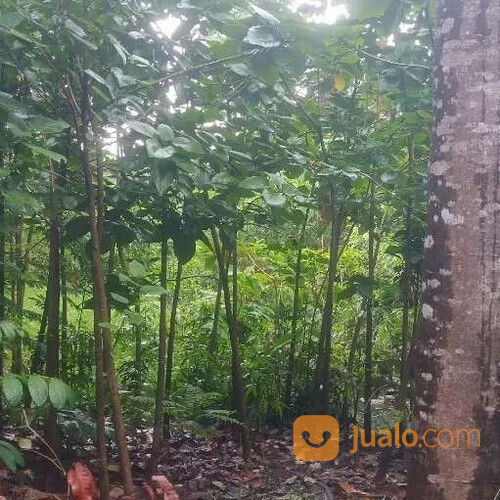 Pohon Jati Mas 081292127731 di Kota Tangerang, Banten | Jualo.com