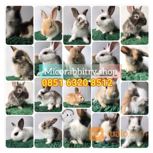 KELINCI BERBAGAI MACAM JENIS di Kota Tangerang Selatan, Banten | Jualo.com