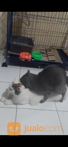 Jasa Pacak Kucing BSH di Kota Jakarta Timur, DKI Jakarta | Jualo.com