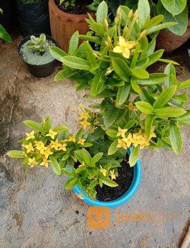 Bunga Soka Kuning di Kota Bekasi, Jawa Barat | Jualo.com