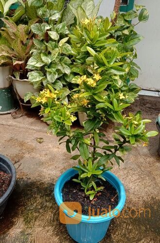 Bunga Soka Kuning di Kota Bekasi, Jawa Barat | Jualo.com