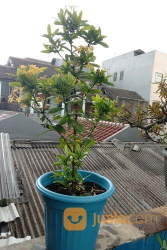 Bunga Soka Kuning di Kota Bekasi, Jawa Barat | Jualo.com