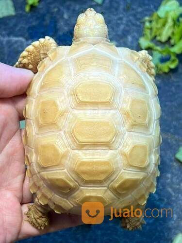 Sulcata Albino Mulus di Kota Mojokerto, Jawa Timur | Jualo.com