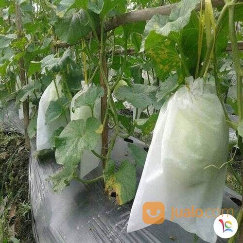 Heigrow/Brongsong Buah Murah, Ready Semua Ukuran di Kab. Tebo, Jambi ...