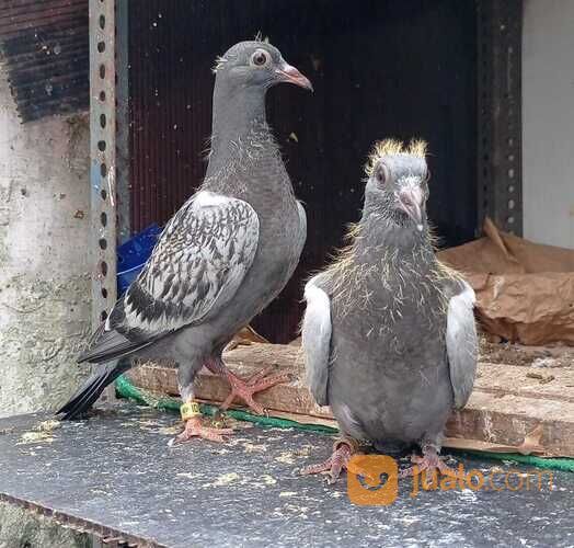 Anakan Merpati Pos Original Trah Import , Kota Bandung di Kota Bandung ...