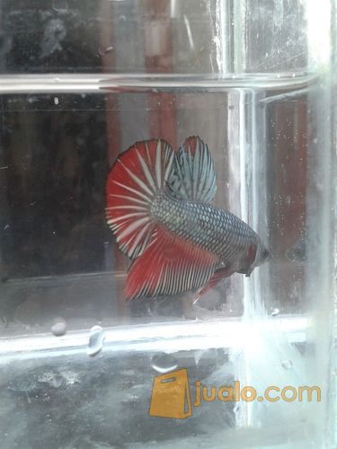 Ikan Cupang Fancy / Ikan Cupang Fancy Copper Fccp Shopee Indonesia ...