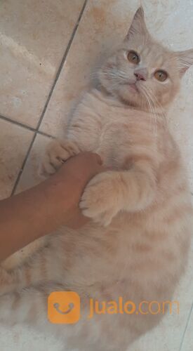 Lepas Adopt kucing persia jantan di Kota Surabaya, Jawa Timur | Jualo.com