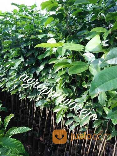 Bibit Tanaman Kayu Merbau/Ipil Ket.100-150cm di Kab. Purworejo, Jawa ...