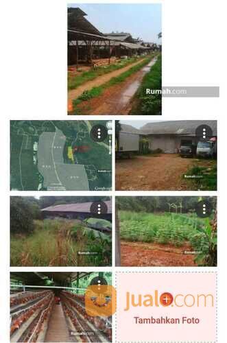 Tanah Peternakan di Rumpin Bogor di Kota Bogor, Jawa Barat | Jualo.com