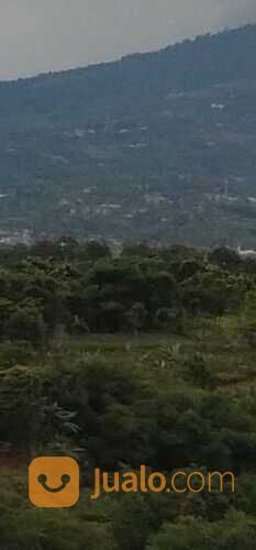 Kebun dan Rumah Jl Cisempur Desa Tangkil Caringin Bogor di Kab. Bogor ...