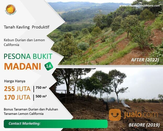 Kavling Kebun Durian dan Lemon California Pesona Bukit Madani Tahap 2 dan 3 di Kab. Bogor, Jawa ...