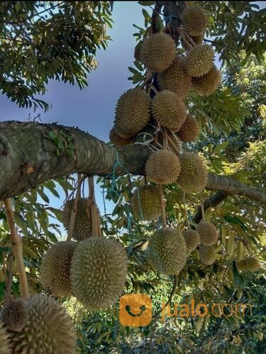 Kebun Durian Produktif di Bogor 2,5 Ha Rapi dan Terawat di Kab. Bogor ...