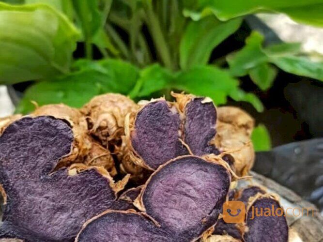 Bibit Tanaman Kunyit Hitam - Tanaman Herbal Sudah Tumbuh di Kab ...