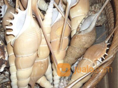 Kerang Stick Shell di Kota Denpasar, Bali | Jualo.com