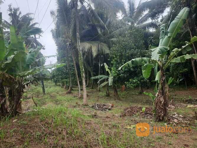 Tanah 2500 m Pinggir Jalan Raya Labuan Pandeglang di Kab. Pandeglang ...