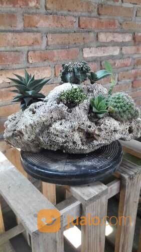 Pot Batu Alam untuk kaktus dan succulent di Kota Semarang, Jawa Tengah ...