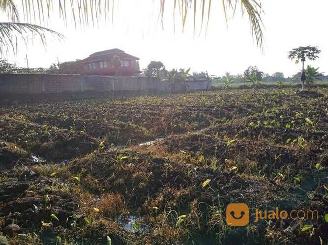 Tanah Murah Bogor 3.1km Terminal Laladon, 2 juta/meter, legalitas SHM ...