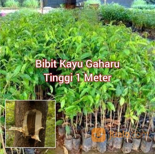 Bibit Kayu Gaharu Tinggi 1 Meter di Kota Palembang, Sumatera Selatan ...