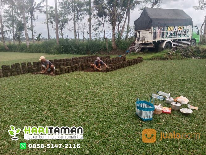 Jasa Tanam Rumput Gajah Mini Batu di Kota Batu, Jawa Timur | Jualo.com