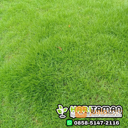 Harga Rumput Gateball Permeter Kota Madiun Siap Kirim Dan Tanam di Kota ...