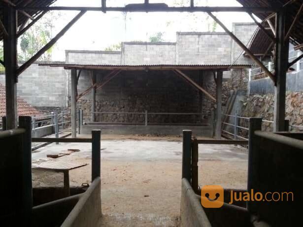 Kandang Peternakan sapi Malang Jabung siap Ngomset di Kab. Malang, Jawa ...