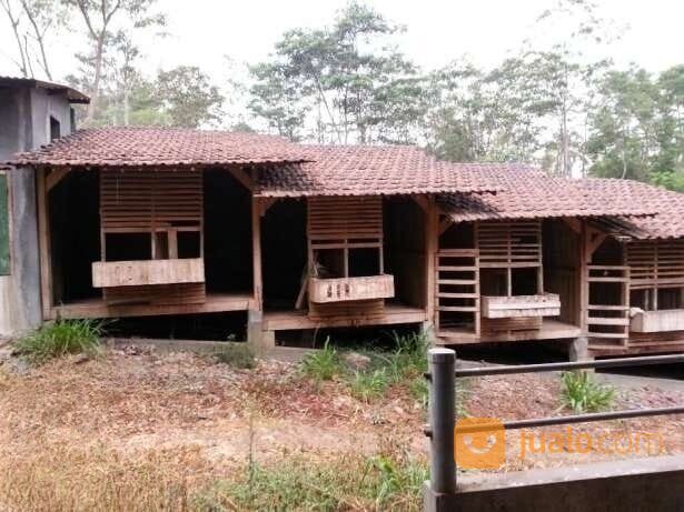 Kandang Peternakan sapi Malang Jabung siap Ngomset di Kab. Malang, Jawa ...