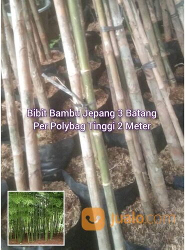 Bambu Jepang Tinggi 2 Meter Isi 3 Batang / Polybag di Kota Palembang ...