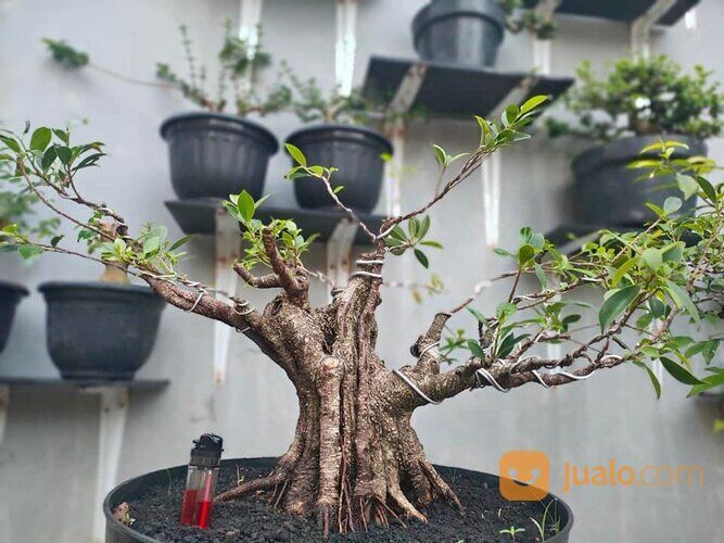 Bonsai Kimeng Berkarakter: Kecantikan yang Menarik di Taman dan Beranda ...