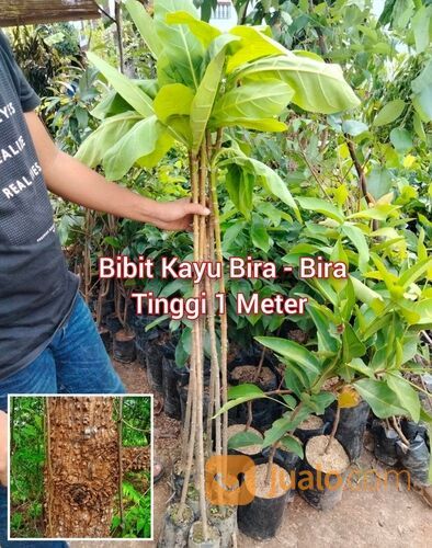 Bibit Kayu Bira - Bira Tinggi 1 Meter an di Kota Palembang, Sumatera ...