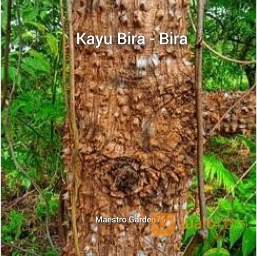 Bibit Kayu Bira - Bira Tinggi 1 Meter an di Kota Palembang, Sumatera ...