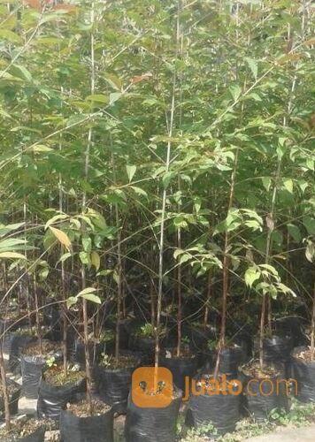 Bibit Kayu Eucalyptus Tinggi 2 Meter an di Kota Palembang, Sumatera ...