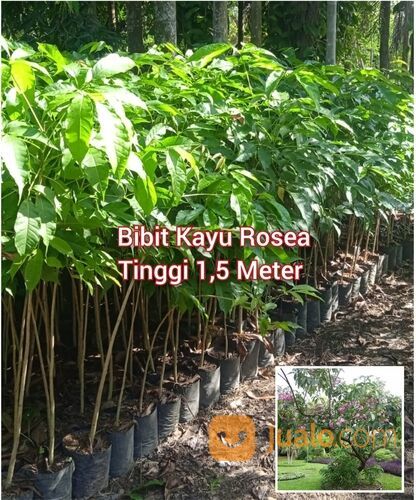 Bibit Kayu Rosea Tinggi 1,5 Meter an di Kota Palembang, Sumatera ...