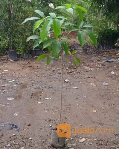 Bibit Kayu Rosea Tinggi 1,5 Meter an di Kota Palembang, Sumatera ...